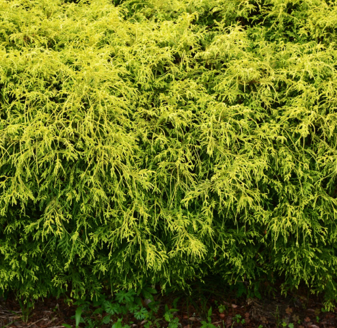 Gold Thread Cypress – Rockland Plants