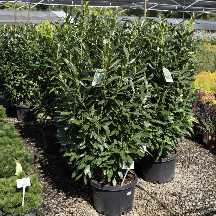 Skip Laurel – Rockland Plants
