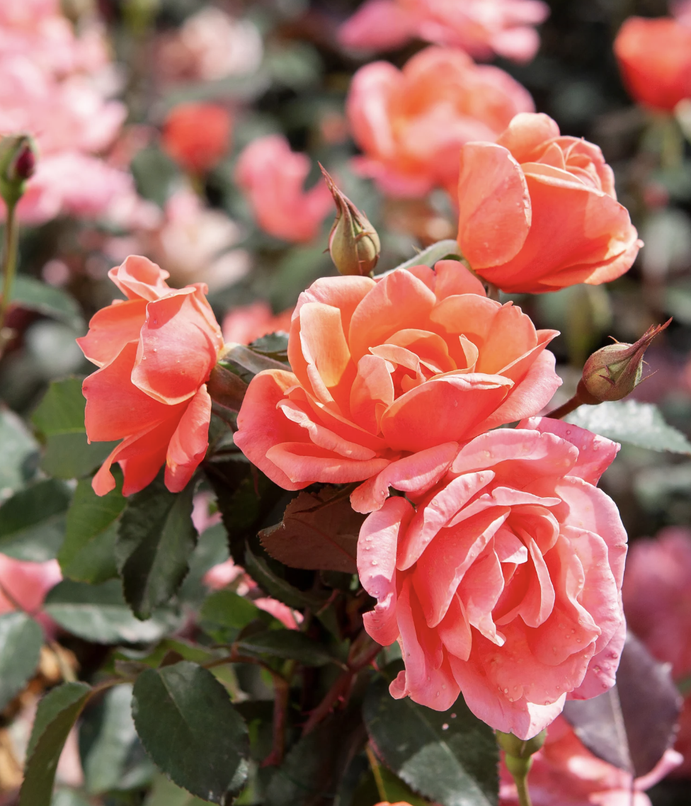 Knockout Roses – Rockland Plants